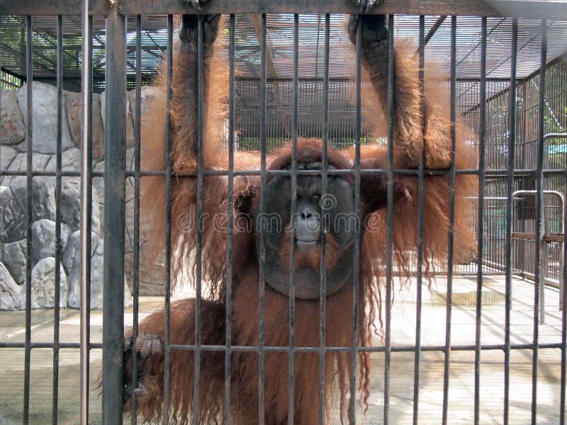 Monkey in a cage stock photo. Image of fence, herbivore - 141007322