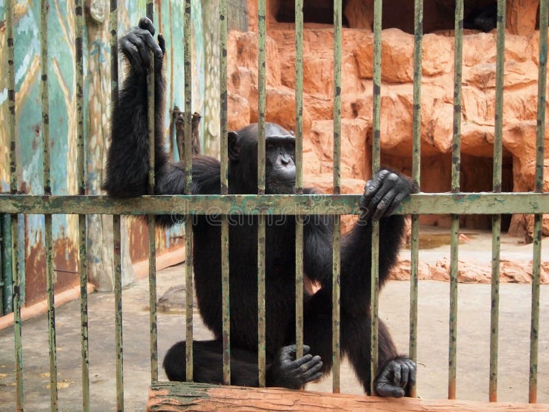 Monkey in a cage stock photo. Image of hairy, jail, cage - 141011300