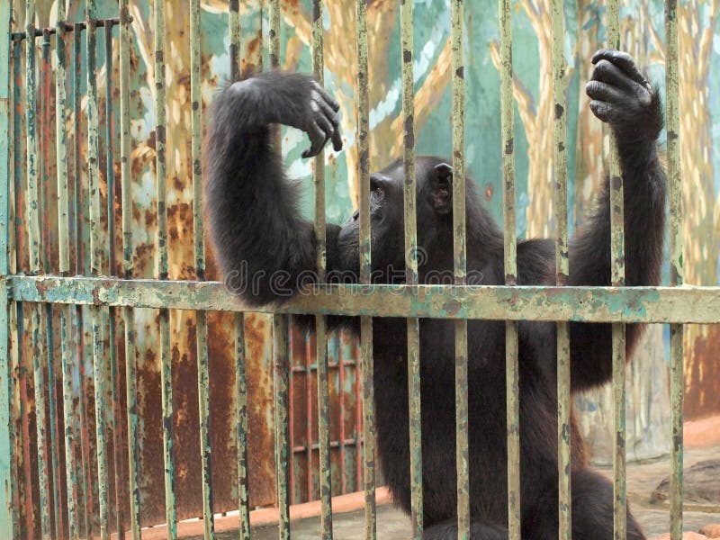 Monkey in a cage stock image. Image of metal, iron, funny - 141011379