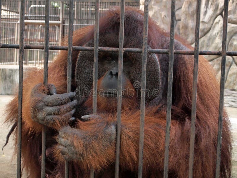 Monkey in a cage stock photo. Image of hooded, despair - 141766002