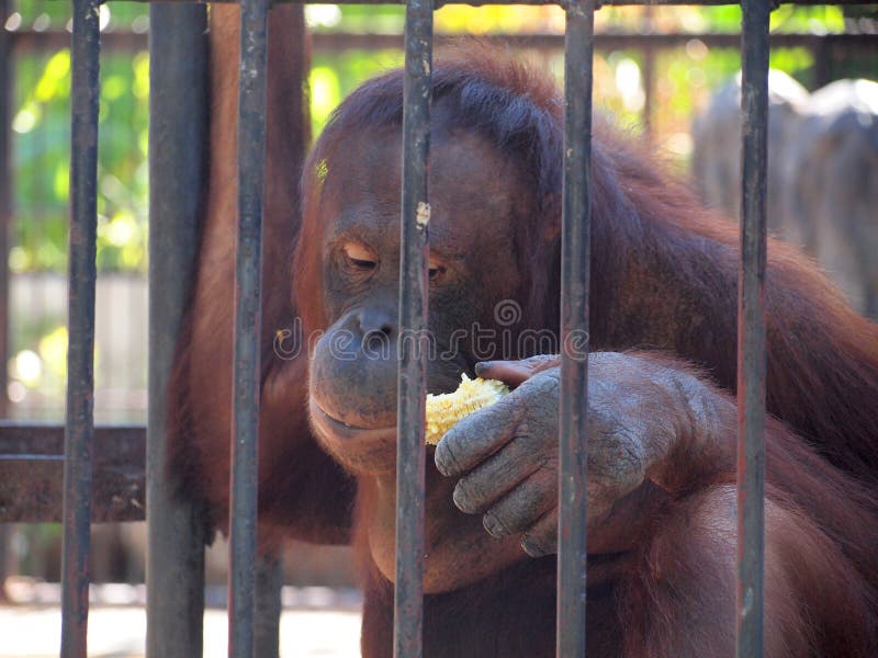Monkey in a cage stock image. Image of funny, jail, baby - 142779137