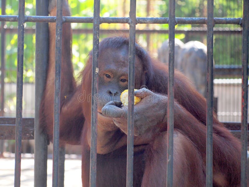 Monkey in a cage stock image. Image of bars, face, animal - 142779143
