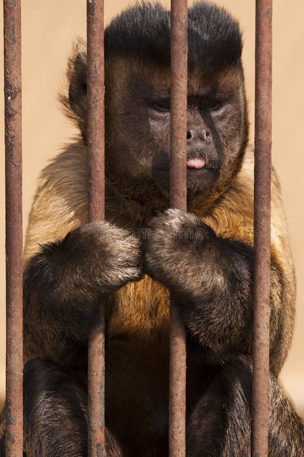 Monkey in cage stock image. Image of mammal, humor, captivity - 14313781
