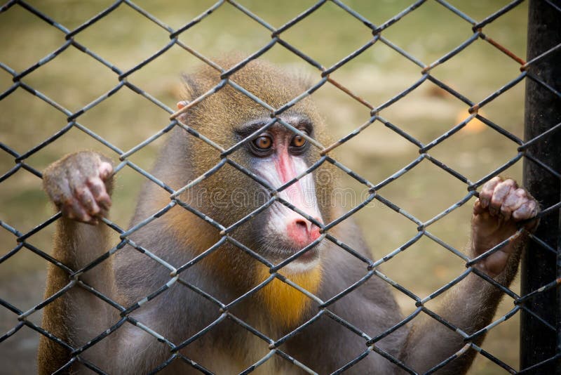 Monkey in cage stock photo. Image of mammal, metal, primate - 21421620