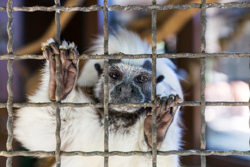 A monkey in a cage stock image. Image of cage, caged - 224786825