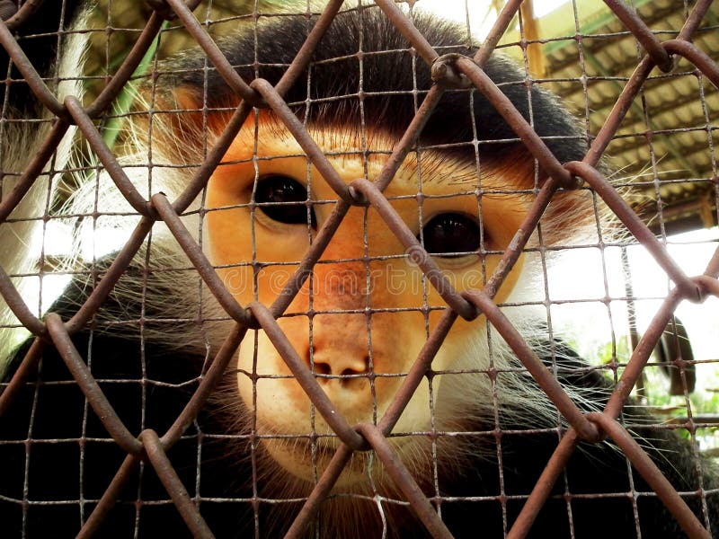 Monkey in cage stock photo. Image of jail, jungle, gorilla - 23679116
