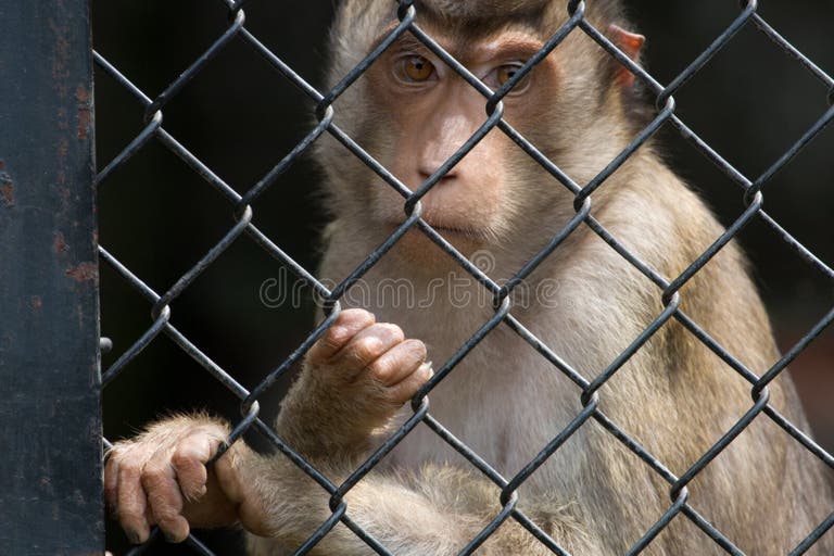 5,591 Monkey Cage Stock Photos - Free & Royalty-Free Stock Photos from ...