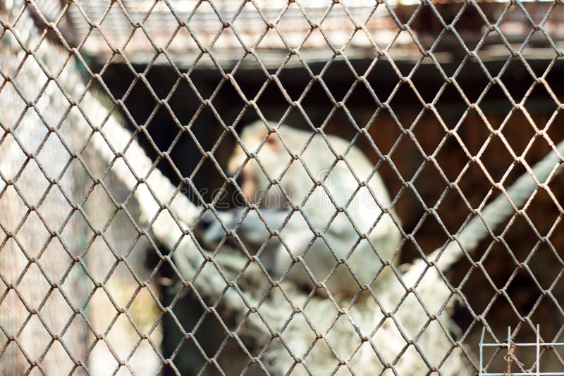 Sad Monkey in Cage Wallpaper Stock Image - Image of loneliness, depress ...