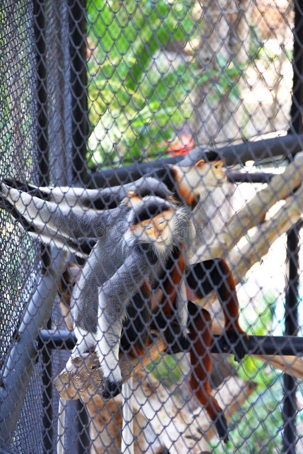 Monkey in a Cage stock image. Image of escape, male, laboratory - 53647385