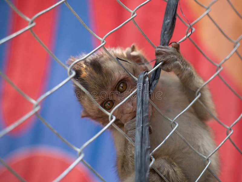 Monkey in a Cage at the Animal Shelter, Closeup of Photo Stock Photo ...