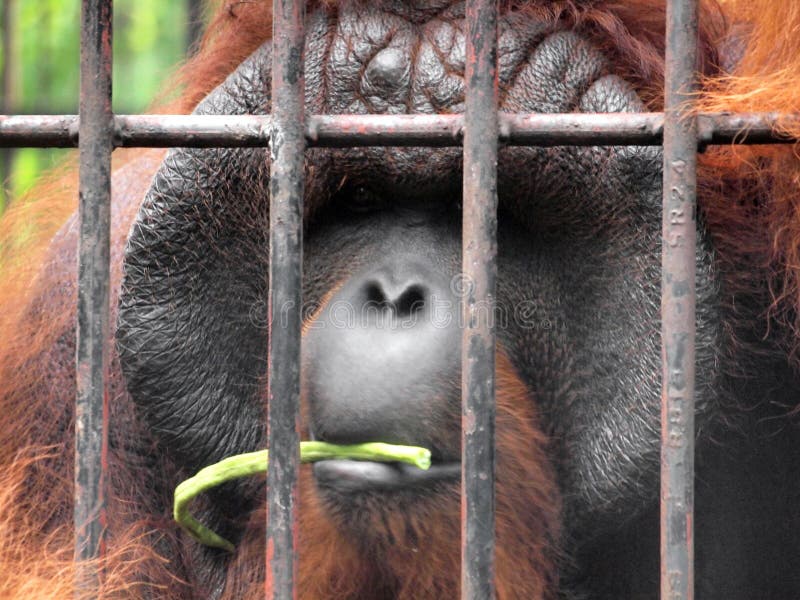 Monkey in a cage stock photo. Image of bars, alone, jail - 62266970