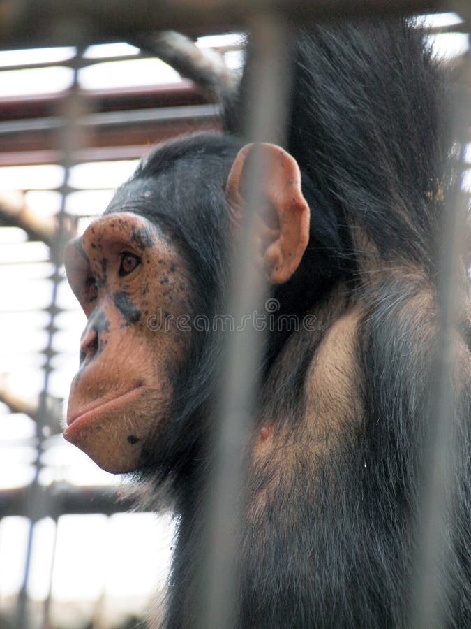 Monkey in a cage stock image. Image of environmental - 62706729