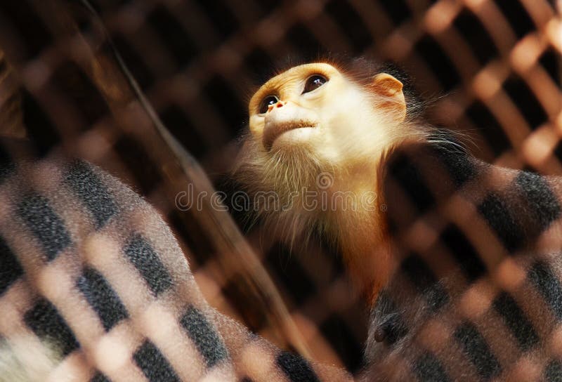 Sad Monkey in a Cage at Zoo Stock Image - Image of depress, footpath ...