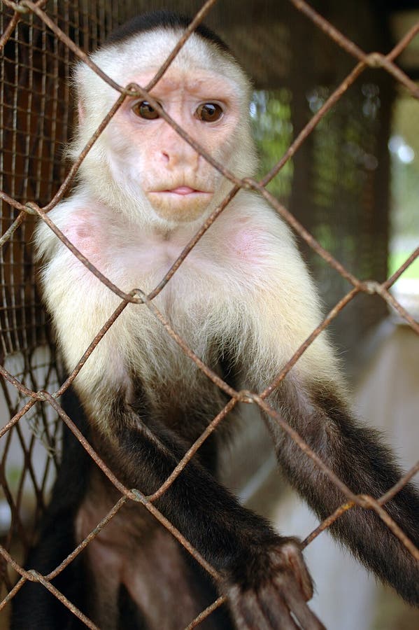 Monkey in a Cage, Colon Panama Stock Image - Image of houses, animal ...