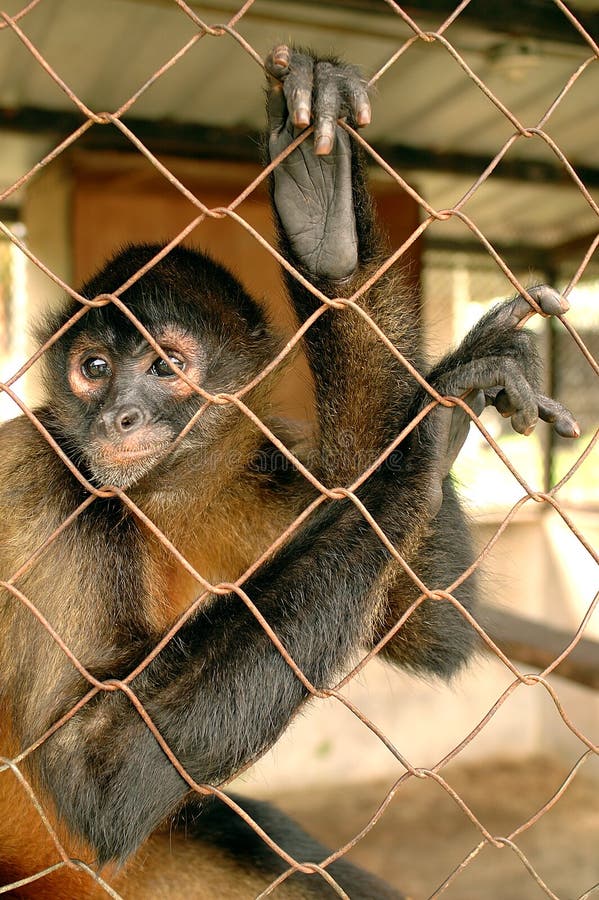 Monkey in a Cage, Colon Panama Stock Image - Image of handmade, canal ...
