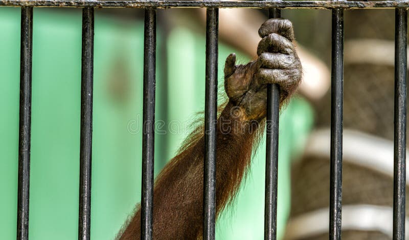 Sad Monkey in cage stock photo. Image of lockup, animal - 132640316