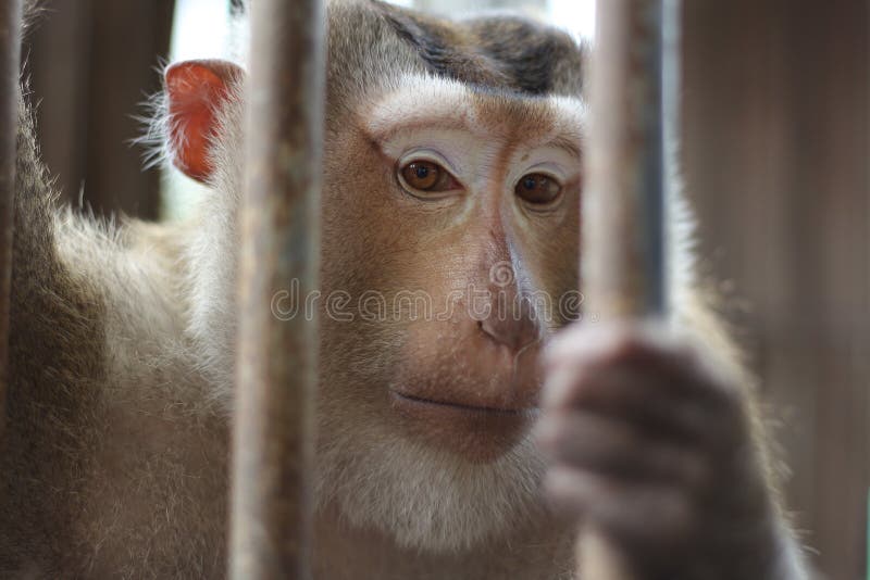 Monkey in cage stock photo. Image of animal, cage, mammals - 48574198
