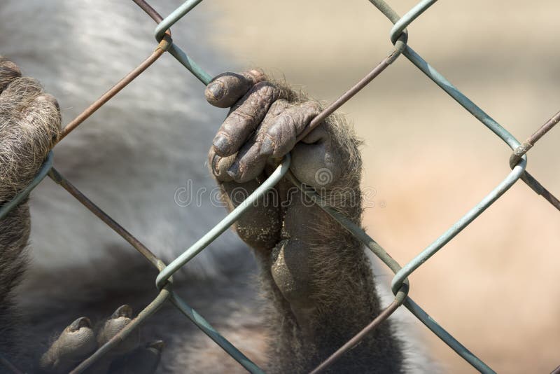 Monkey in a Cage Looking for Freedom Stock Image - Image of wildlife ...