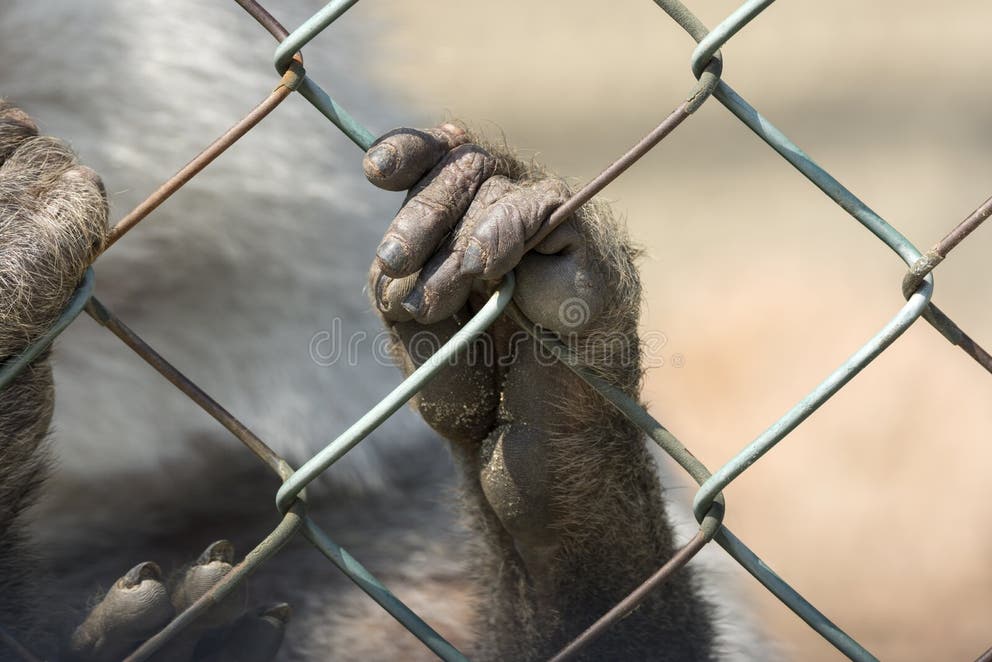 Monkey in a Cage Looking for Freedom Stock Image - Image of wildlife ...