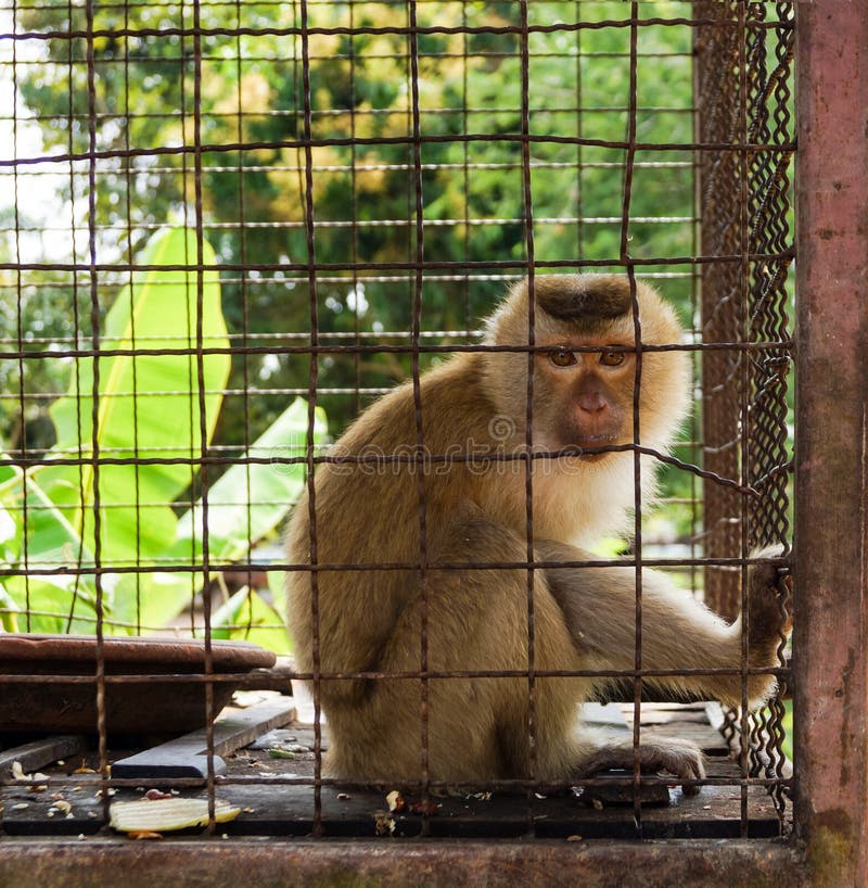 Monkey in the cage stock image. Image of beauty, asian - 62352161