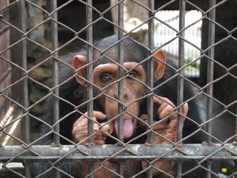 Monkey in a cage stock image. Image of environment, couching - 62706729