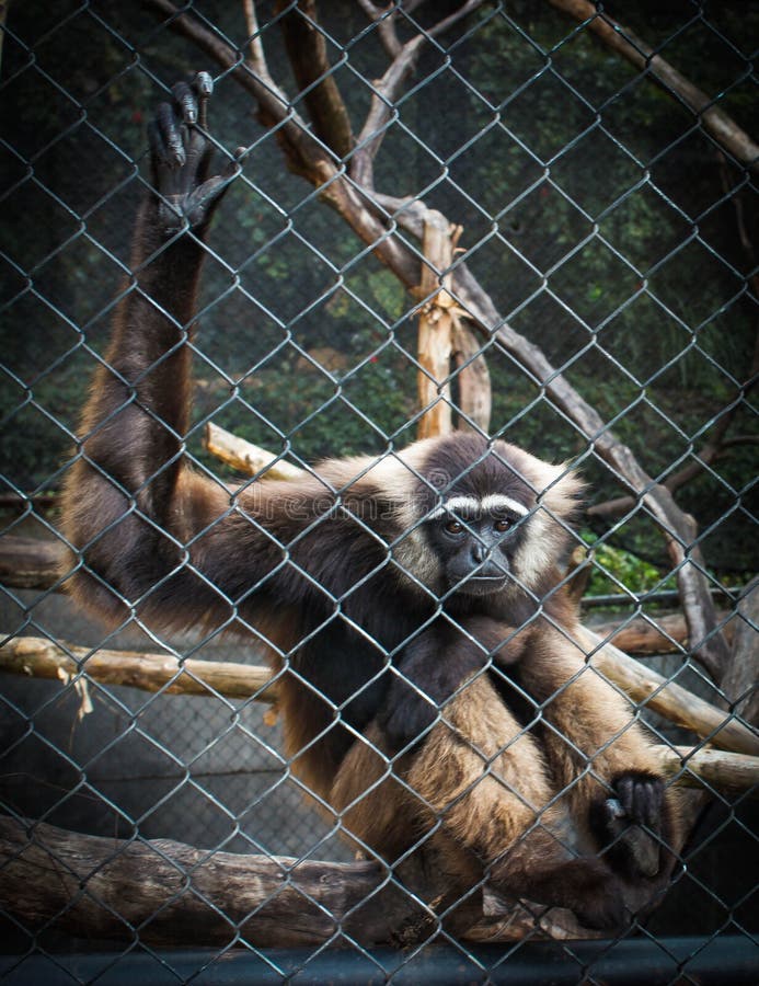 Sad Monkey in Cage Wallpaper Stock Image - Image of loneliness, depress ...