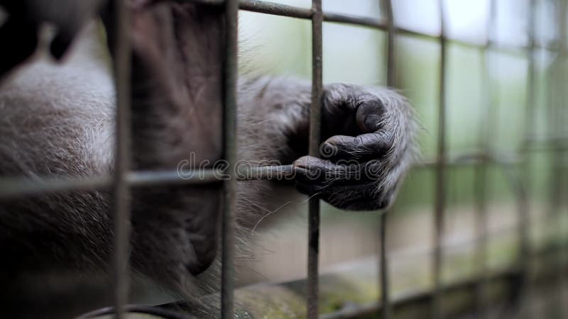 Monkey in a Cage, Monkey Hand Close-up Stock Video - Video of wildlife ...