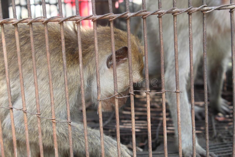 Monkey in Cage, Monkey Looks Sad Stock Photo - Image of monkey, looks ...