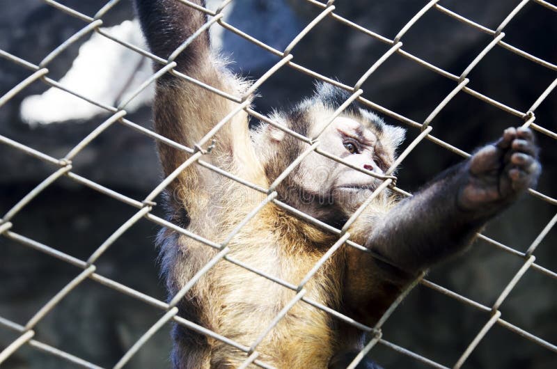 Monkey in a Cage stock photo. Image of orangutan, wild - 66103282