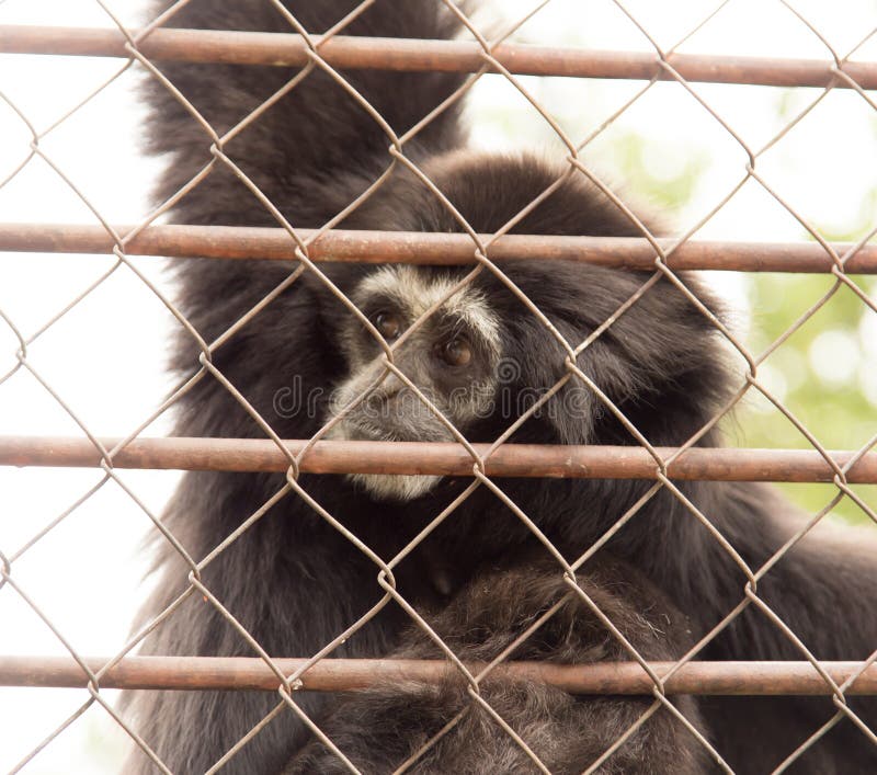 A Monkey in a Cage at the Zoo Stock Photo - Image of garden, nature ...