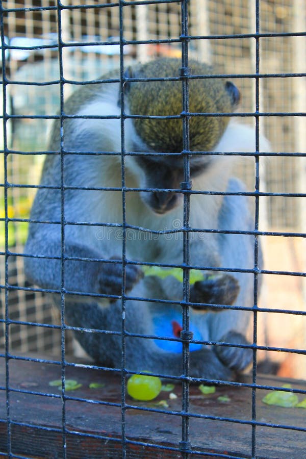 Monkey in a cage stock image. Image of face, nature - 109324391
