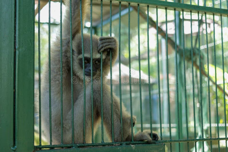 Monkey in a cage stock image. Image of brown, depression - 259482453