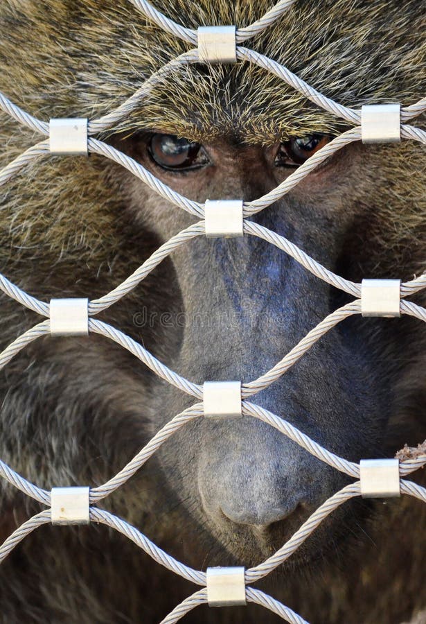 Sad Ape Or Monkey Is In The Cage. Animal Abuse, Neglect And Crue Stock ...