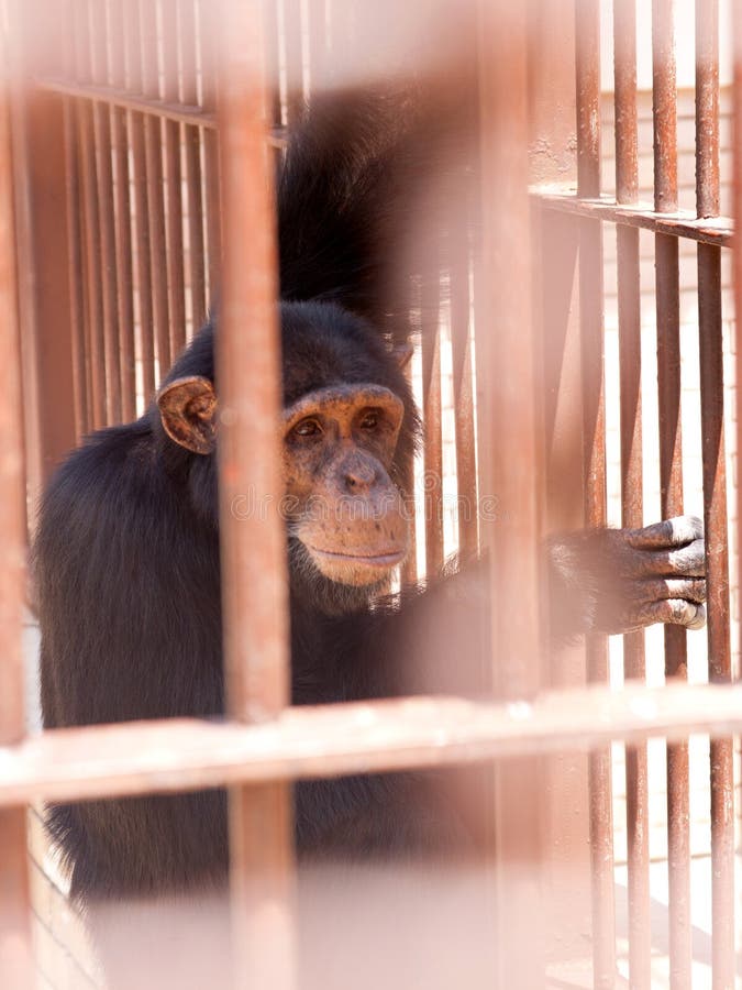 Sad Ape Or Monkey Is In The Cage. Animal Abuse, Neglect And Crue Stock ...