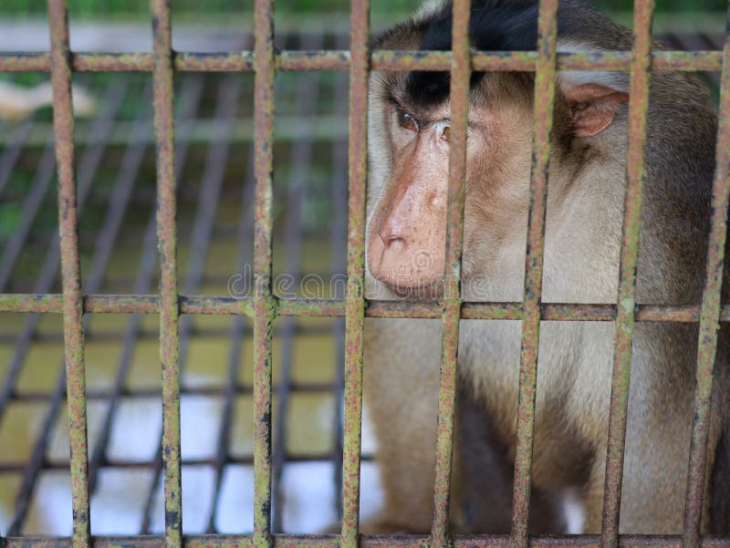 Proboscis Monkey in Cage at the Zoo Stock Photo - Image of predding ...