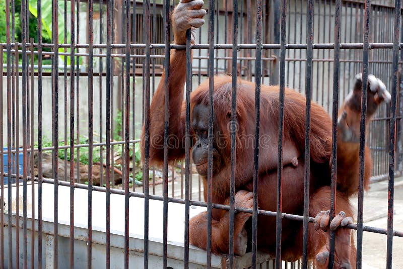 Sad Monkey in Cage Wallpaper Stock Image - Image of loneliness, depress ...