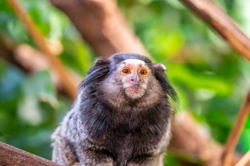 Monkey Callithrix Penicillata is Eating the Insect and Sitting on Tree ...
