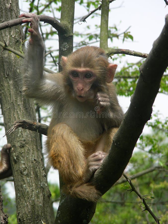 A monkey stock image. Image of animals, adorable, baby - 38787657