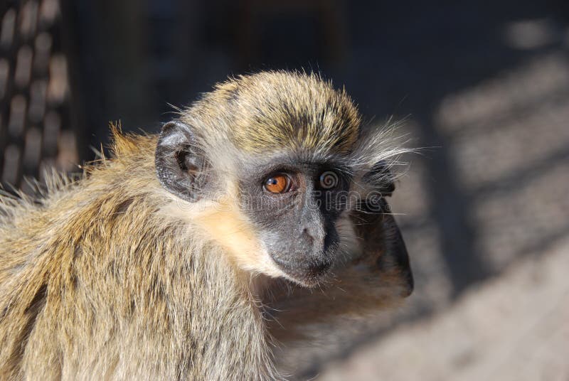 Monkey - Cape Verde - Africa Stock Image - Image of travel, cabo: 8171239