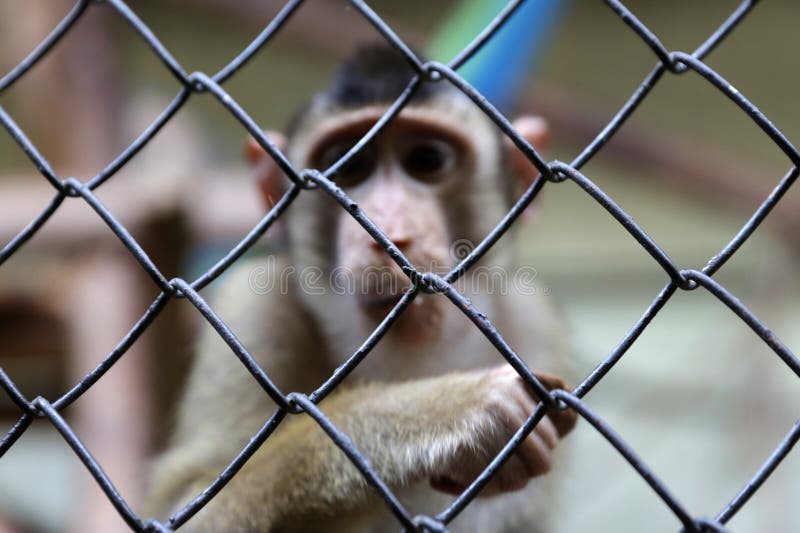 Monkey in captivity stock photo. Image of primate, prisoner - 125536868
