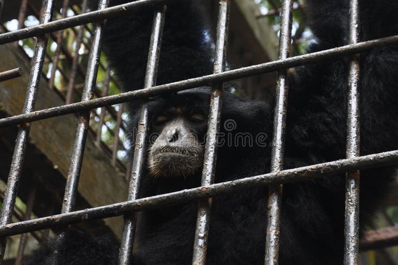Monkey in a captivity cage editorial photography. Image of funny ...