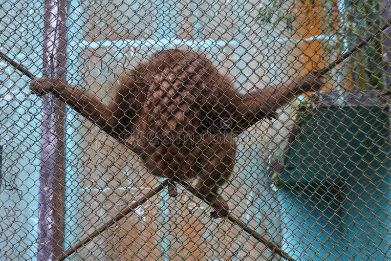 Monkey in a captivity cage editorial image. Image of human - 255924510