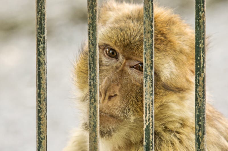 Monkey in captivity stock photo. Image of captive, mammal - 47730240
