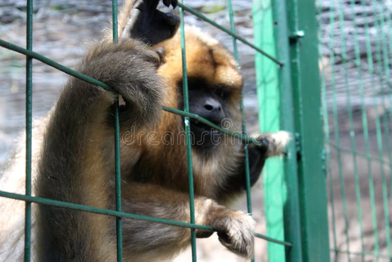 Monkey in captivity stock image. Image of monkey, awareness - 108516699