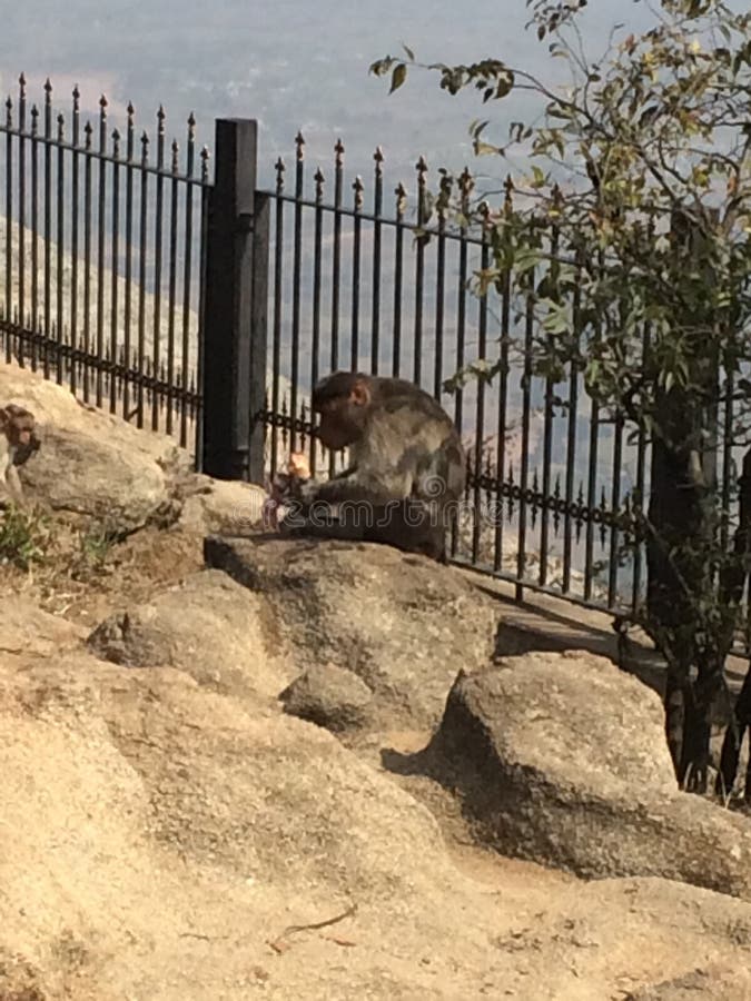 Monkey stock image. Image of hill, fence, frnc, captured - 84173417