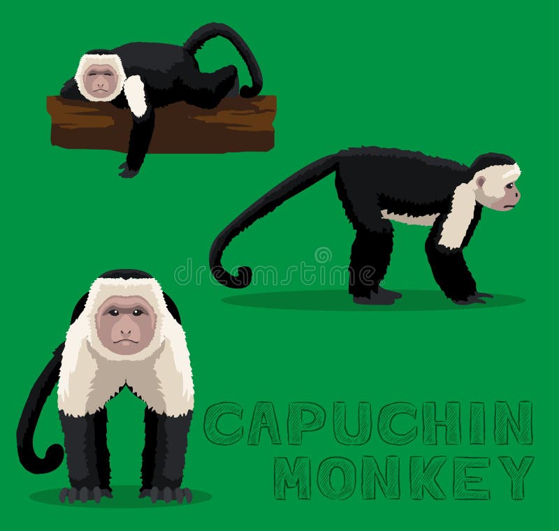 Angry capuchin monkey stock image. Image of white, cebus - 18576479