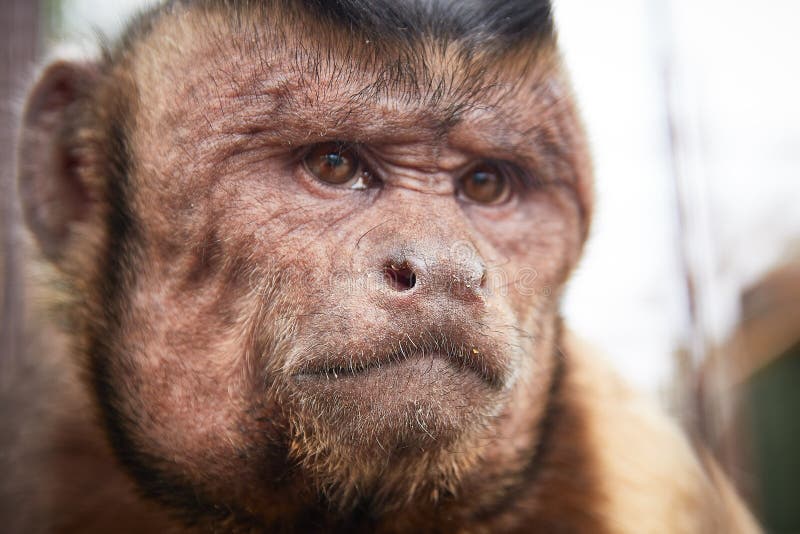 Capuchin Monkey in a Zoo with Big Teeth. Stock Image - Image of ...