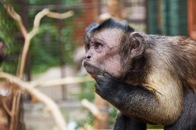 Capuchin Monkey in a Zoo with Big Teeth. Stock Image - Image of ...