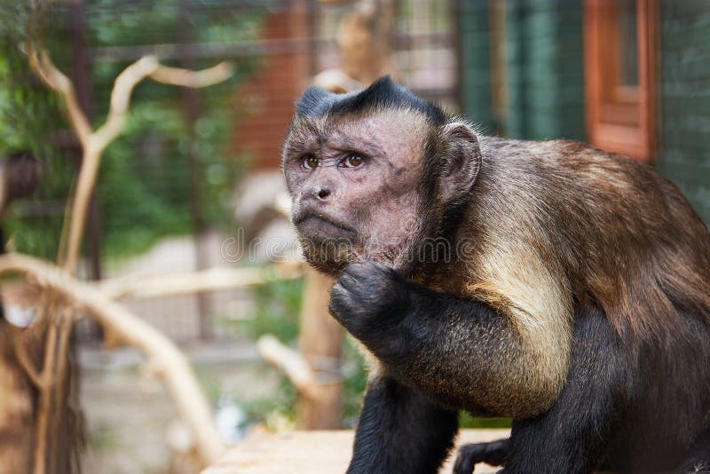 Capuchin Monkey in a Zoo with Big Teeth. Stock Image - Image of ...