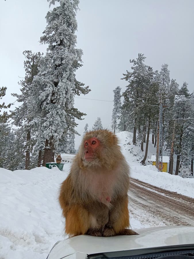 Monkey on Car Asking for Food Stock Photo - Image of winter, snow ...